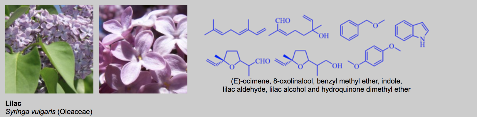 The Chemistry of Flower Fragrances - Microbe Whisperer